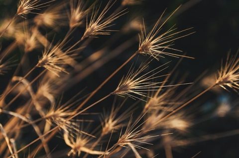 Populaire grassoorten: een overzicht | Iacis